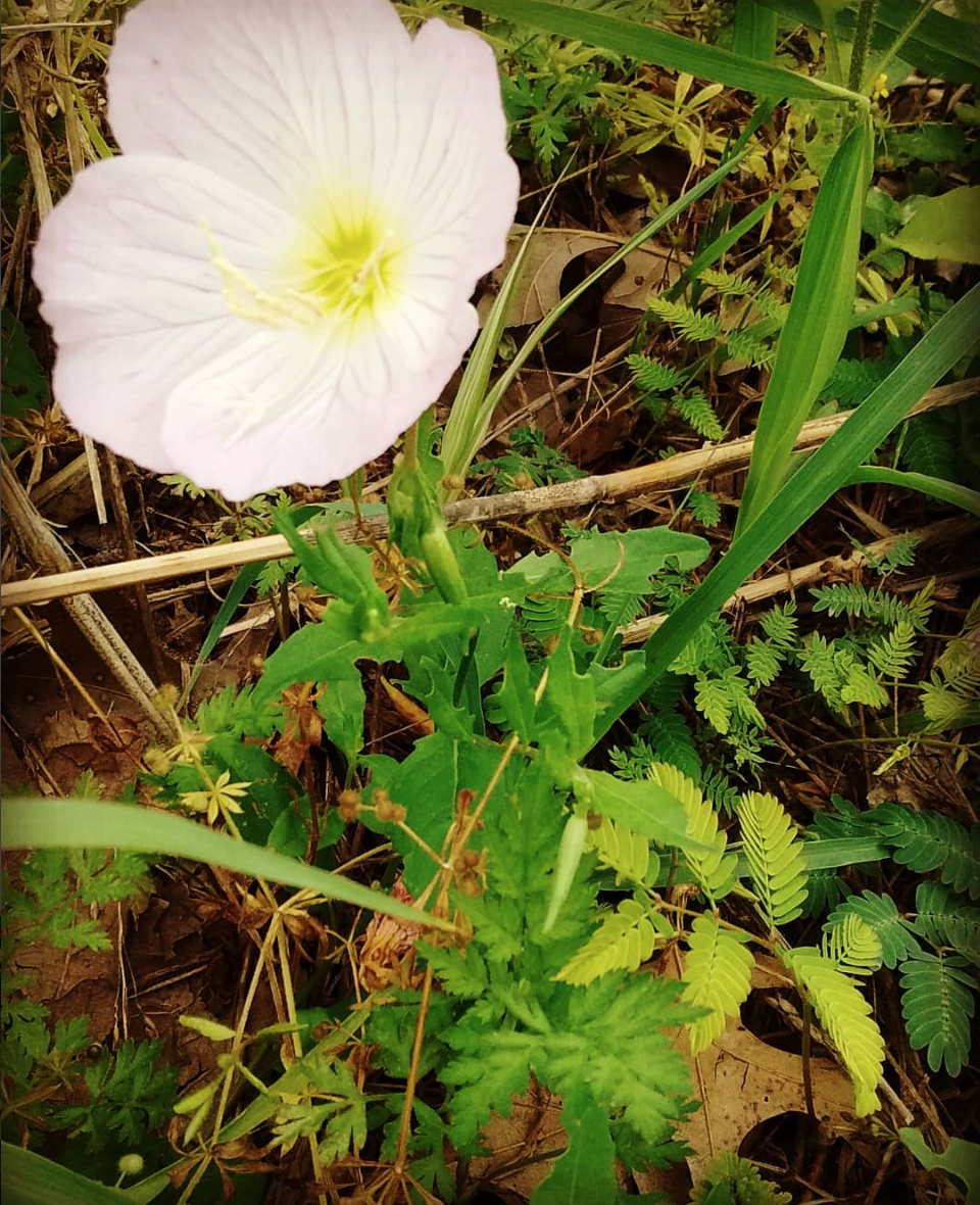 Living With The Seasons According To Chinese Medicine: Spring Tips For ...